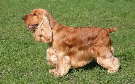 Poils Et Oreilles Du Cocker Spaniel Types Et Entretien