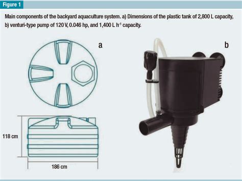 A Bioeconomic Model For The Evaluation Of A Backyard Aquaculture System For Tilapia Oreochromis