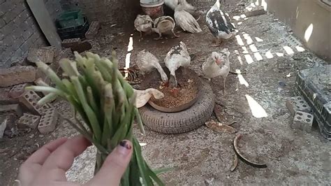 حطيت النهارده لطيور حاجه مفيده جدا مضاد حيوي طبيعي ورافع مناعه