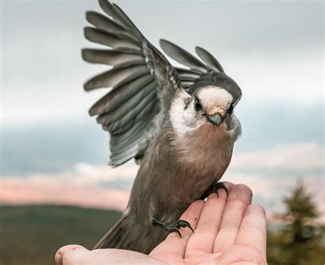 Gap Analysis Conservation And Mike Scott Yale University Press