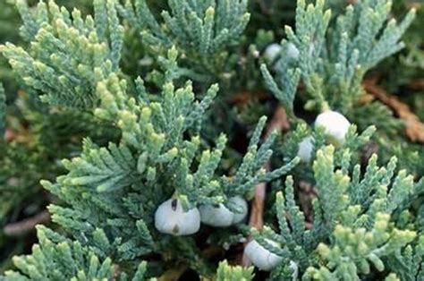 Growing Blue Rug Juniper Plant All Your Questions Answered Shrubhub