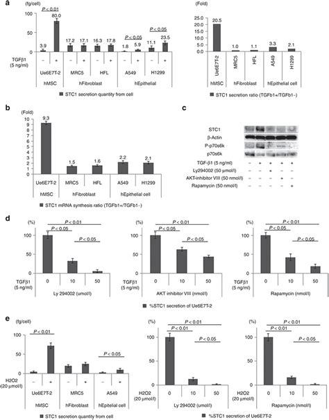 TGF β1 and oxidative stress strongly stimulated the capacity of human