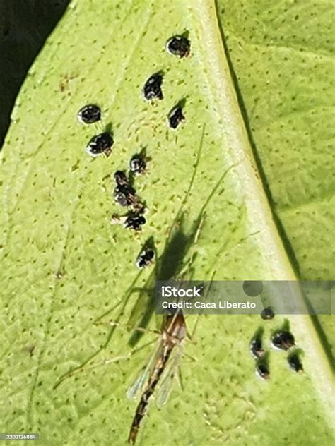 라임 잎에서 곤충의 발달은 군집 된 알 표면에 붙어 있는 유충 빠르게 움직이는 성충과 함께 연속적인 주기를 따릅니다 이 감염은 식물의 생명력을 감소시키고 2차 해충의 출현을