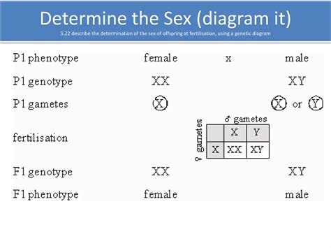 Igcse Biology Edexcel 3 13 3 33