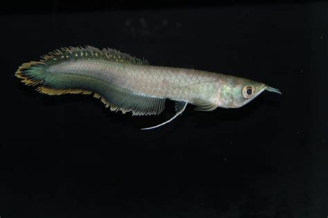 コピー熱帯魚 ブラックアロワナ wild M 013 1021 2 熱帯魚 古代魚肉食魚