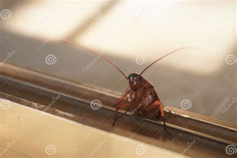 Cockroach Stuck Halfway In Window Frame Stock Image Image Of Insect
