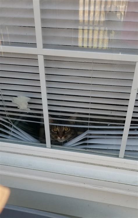 Peeping Tom Rpeepingpuss