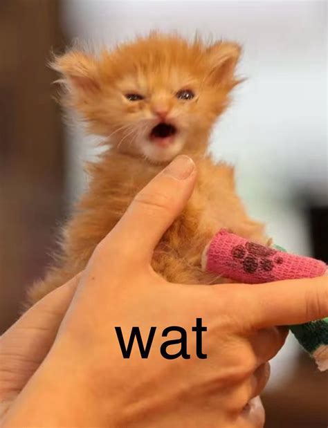 Reply Album On Imgur