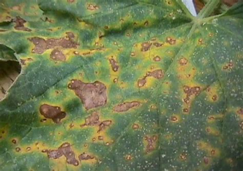 Cantaloupe Leaves Turning Brown Or Spots Heres Why And How To Fix