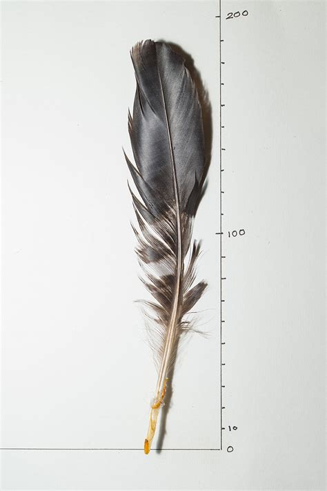 Greater Flamingo Specimen 1 Female Feather Library