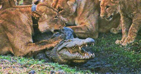 Watch Lions Work Together To Make A Meal Of A Massive Crocodile