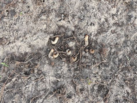 3 Reasons You Shouldnt Ignore Fall Lawn Diseases And Pests