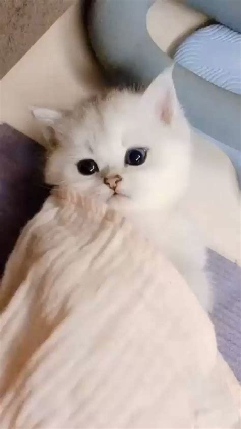Carlos Julio Higuera On Twitter RT Lovessiyaa121 Cat Morning
