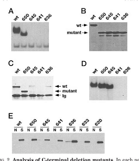 Figure 2 From Mutational Analysis Of The Stat6 Sh2 Domain Semantic