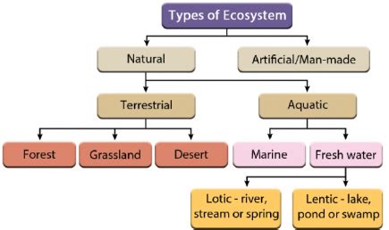 Ecosystem Meaning Components Types Functions
