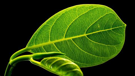 在 Windows 中安裝 Mongodb 資料庫 G T Wang