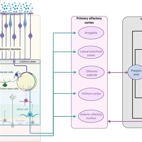 Neuroanatomy Of The Olfactory System Volatile Chemicals Odorants