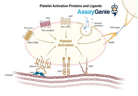 Platelet Adhesion Proteins And Ligands Key Players In Hemostasis And