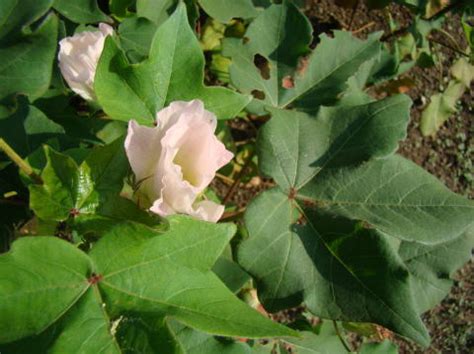 跡見群芳譜 農産譜 キダチワタ