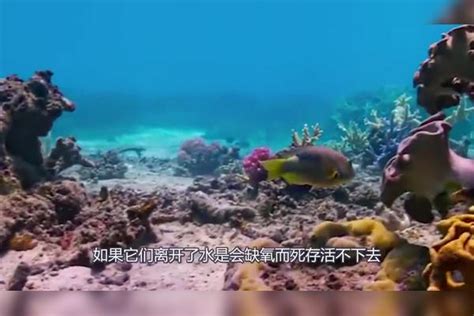 这种鱼离开水四年，被晒成鱼干照样能活，一沾水就活蹦乱跳！