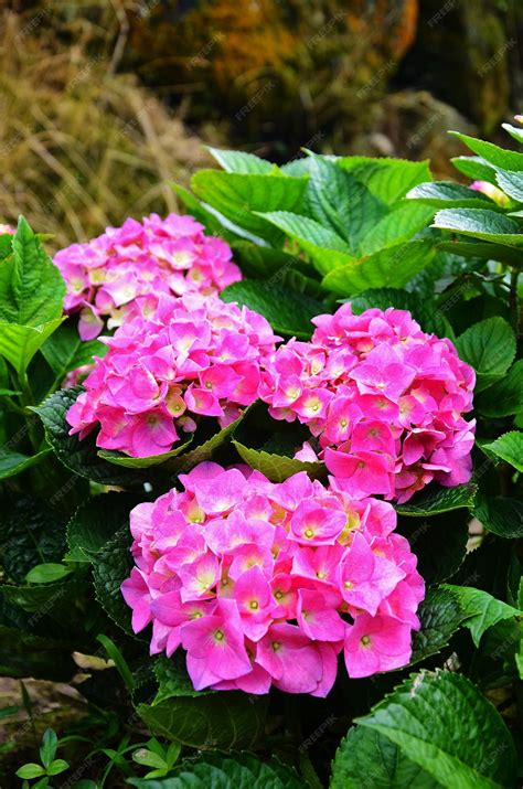 Premium Photo Hydrangea Macrophylla In The Garden