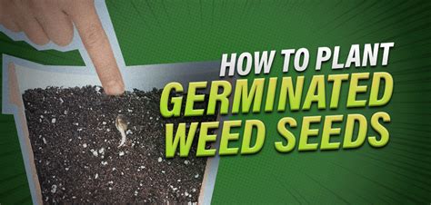 How To Plant Germinated Weed Seeds Best Cannabis Bud Depot