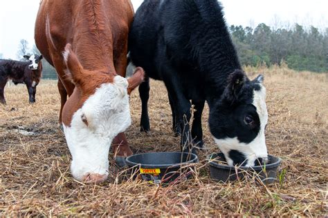 Las Exportaciones De Carne Vacuna Cayeron Un 27 Expoagro 2025
