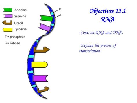Pptx Lesson Overview Lesson Overviewfermentation Objectives 13 1 Rna