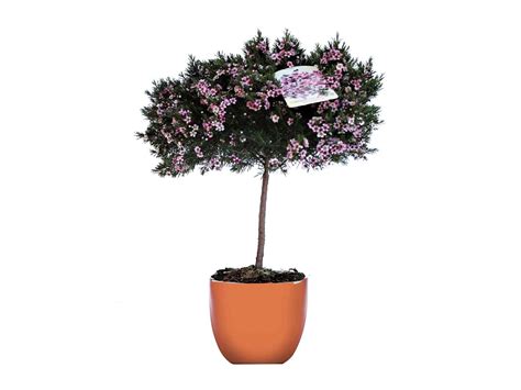 Oferta Lidl Flor De Cera Copa Lidl