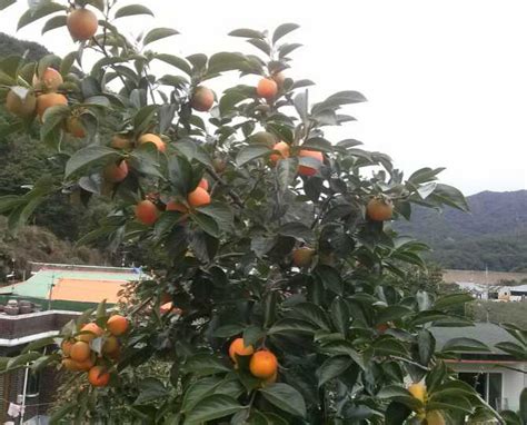 상주곶감 프리미엄4호 65g이상 낱개포장48개 참거래농민장터