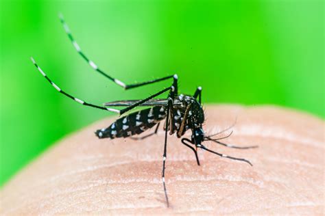 Houston Tx Mosquito Barrier Your Mid Summer Control Guide