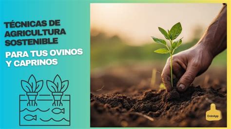 Cuáles son los beneficios de la agricultura sostenible Descubre los