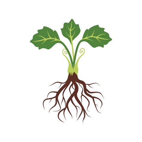 Vegetable Plants With Roots Vector 38011098 Vector Art At Vecteezy