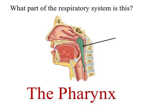 Pharynx Anatomy Function In Respiratory System