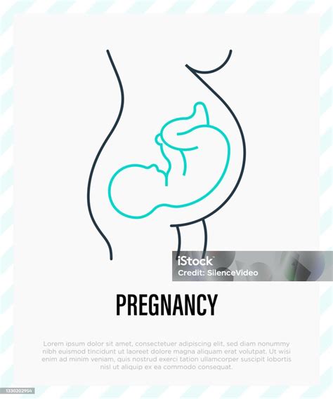여자의 배에 있는 배아 산부인과 생식 얇은 선 아이콘입니다 벡터 그림입니다 임신에 대한 스톡 벡터 아트 및 기타 이미지 임신