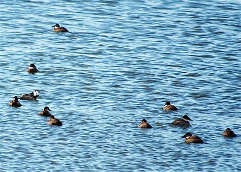 Around Half A Million Birds Hibernate In Caspian Region