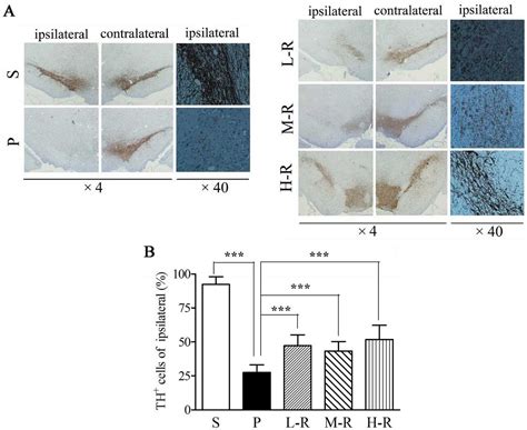 Rapamycin Protects The Mitochondria Against Oxidative Stress And Apoptosis In A Rat Model Of