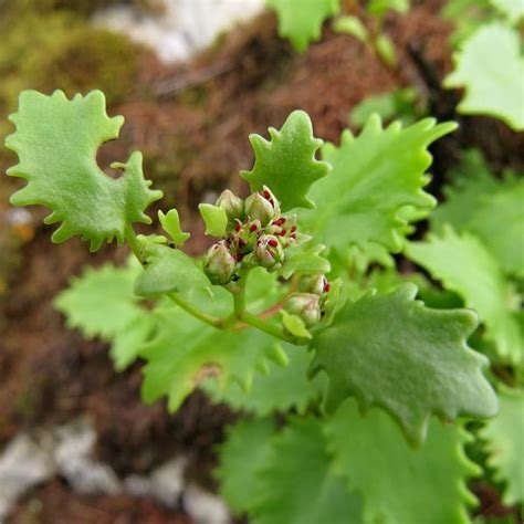 24 Hylotelephium Succulents That Will Make Your Neighbors Jealous