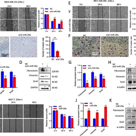 Mir 29a Induced Emt And Promoted Cell Migration And Invasion A B