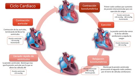 Fisiología Básica Ciclo Cardiaco