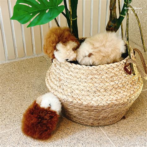 이브니프 기니피그인형 L 페루 알파카 퍼 장식인형 위시버킷