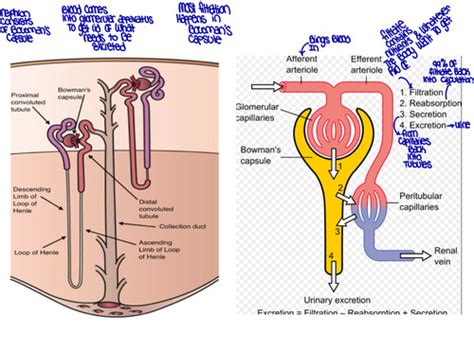 Lecture 4 Renal Clearance 01 29 Flashcards Quizlet