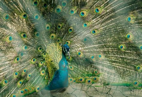 Premium Photo Close Up Of Peacock Feathers
