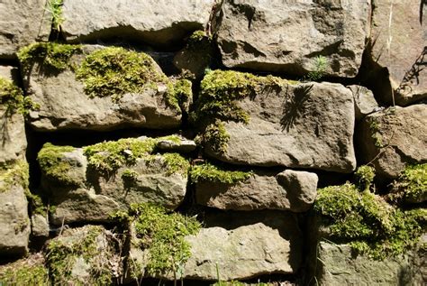 Free Images Tree Nature Grass Rock Flower Green Macro Pebble
