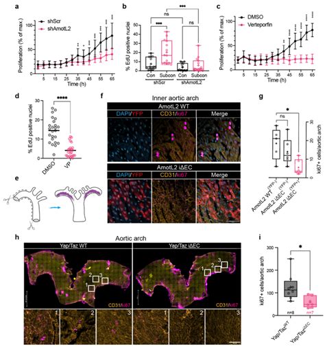 Endothelial Proliferation Is Regulated By Amotl2 And Yap A