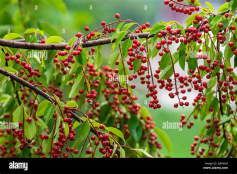 Berries Red Bird Cherry Tree Branch Of A Ripe Green Leaf Bitter Black