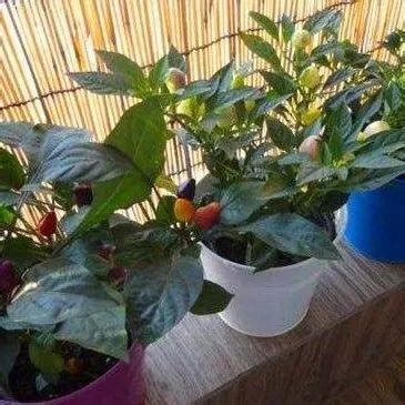 养花不需要经验自制3种生根溶液养啥花都能旺 花卉 生活 米醋