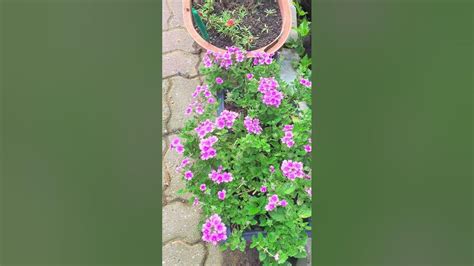 농부의 휴일 Youtube