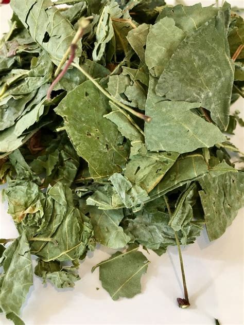 Organic Dried Smoke Tree Or Smoke Bush Cotinus Organic Bio Herbs