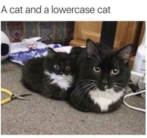Cat Shark R Catmemes
